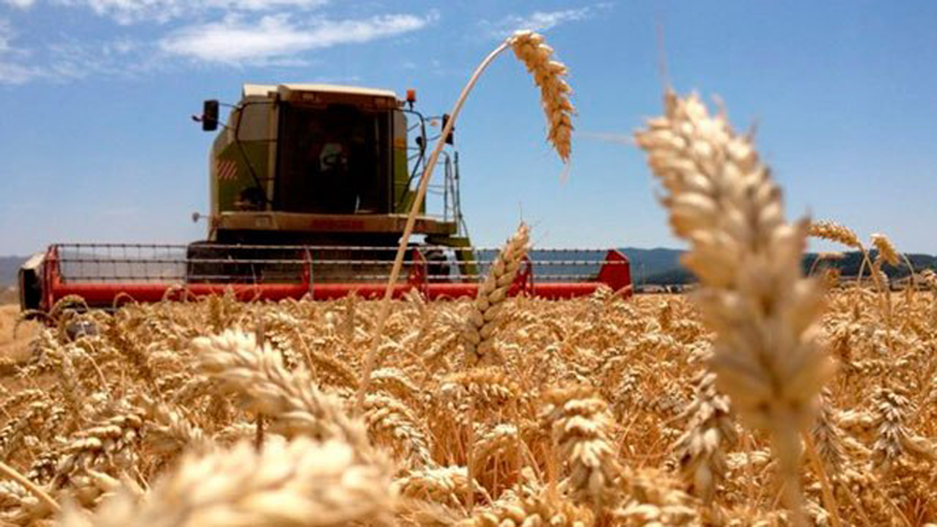 Se sembraron 50.000 hectáreas con el trigo HB4 de Bioceres: estos ...
