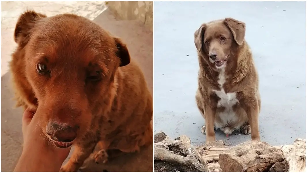Bobi destronó el récord de Spike y se convirtió en "el perro más ...