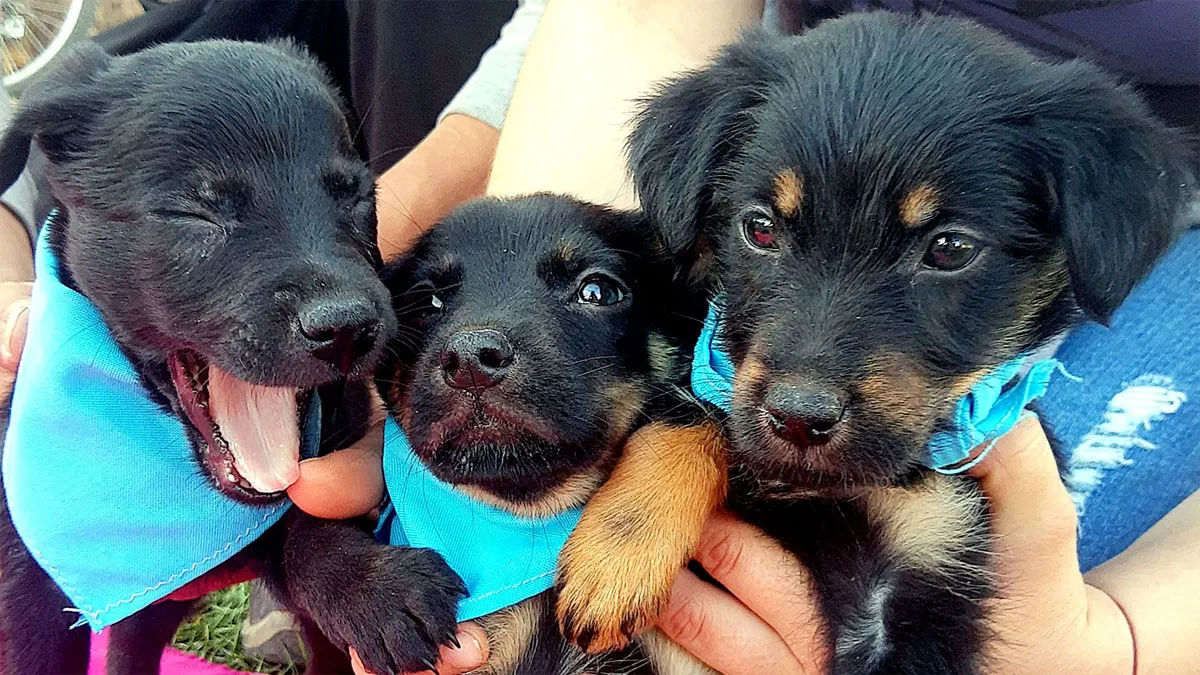 Día Mundial del Perro Adoptado: promueven la adopción responsable de ...